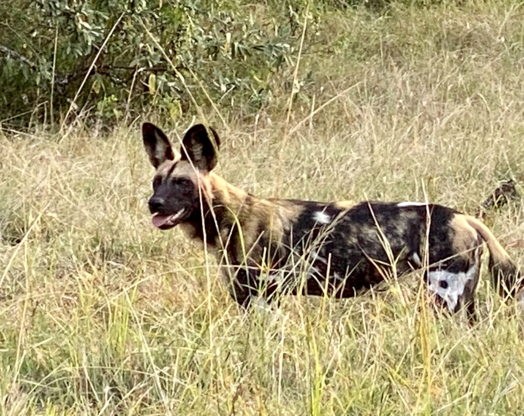 Wild Dogs in Masai Mara | Facts & Conservation