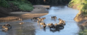 Grumeti River | Serengeti's Migration Crossing Point