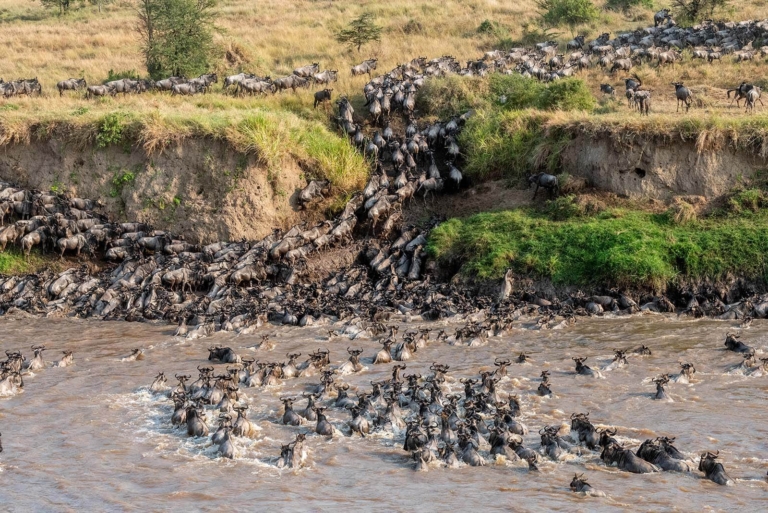 Guide to Witnessing Mara River Crossings