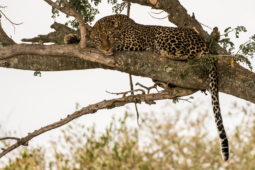 Leopards in Masai Mara | Wildlife Safari Insights